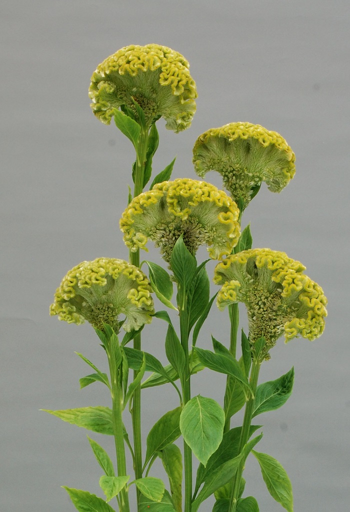 Green Sango | MIYOSHi&CO.,LTD.