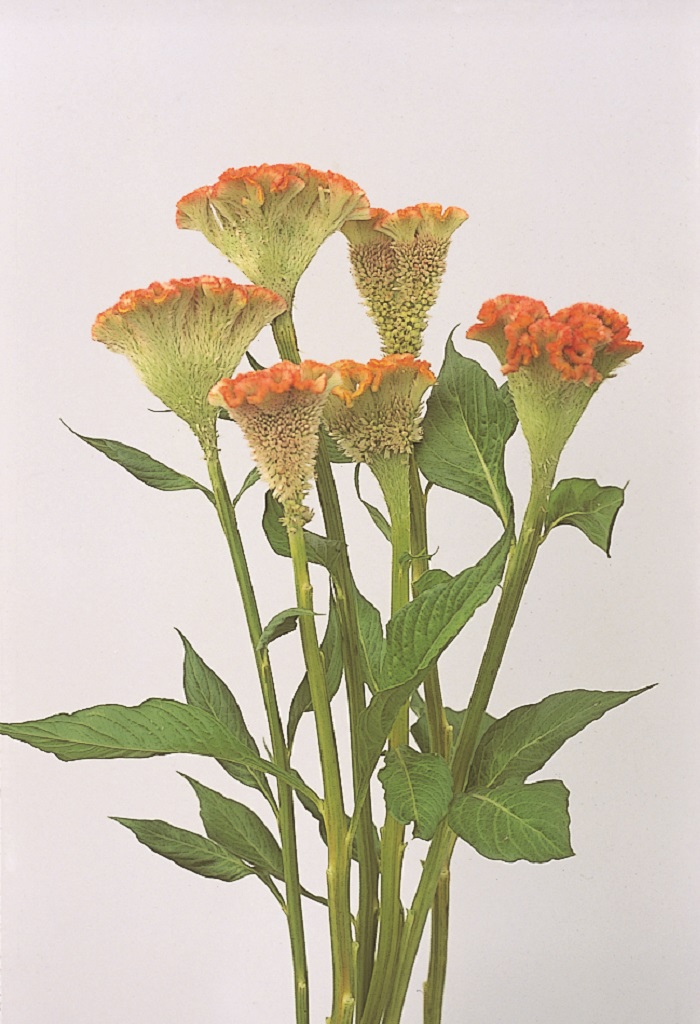 Crystal Beauty | MIYOSHi&CO.,LTD.