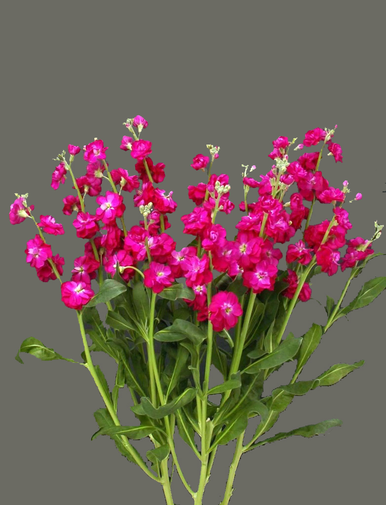 Matthiola incana (Stock) Quartet Red 2 | MIYOSHi&CO.,LTD.
