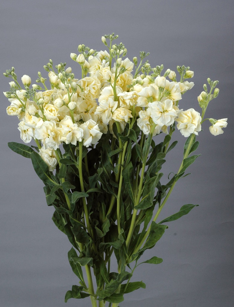 Matthiola incana (Stock) Quartet Deep Yellow | MIYOSHi&CO.,LTD.