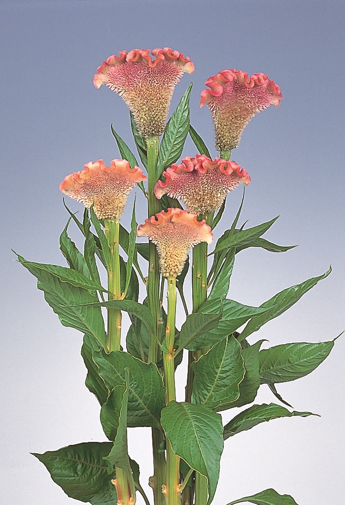 Delhi Pearl | MIYOSHi&CO.,LTD.