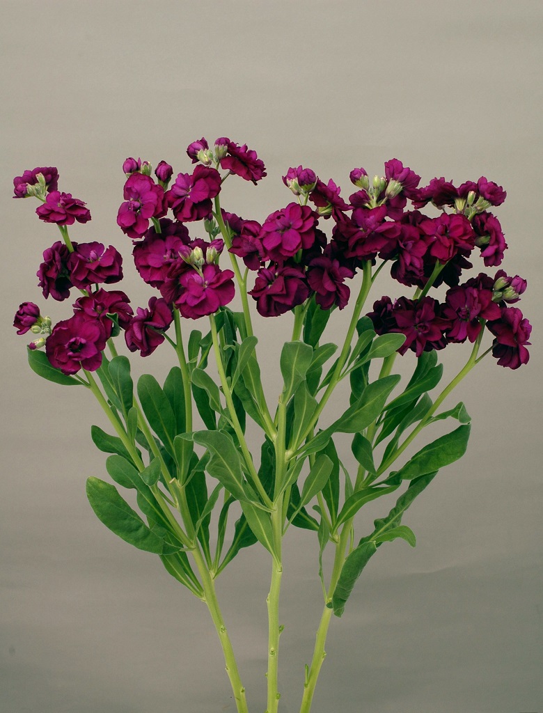 Matthiola incana (Stock) Quartet Purple | MIYOSHi&CO.,LTD.