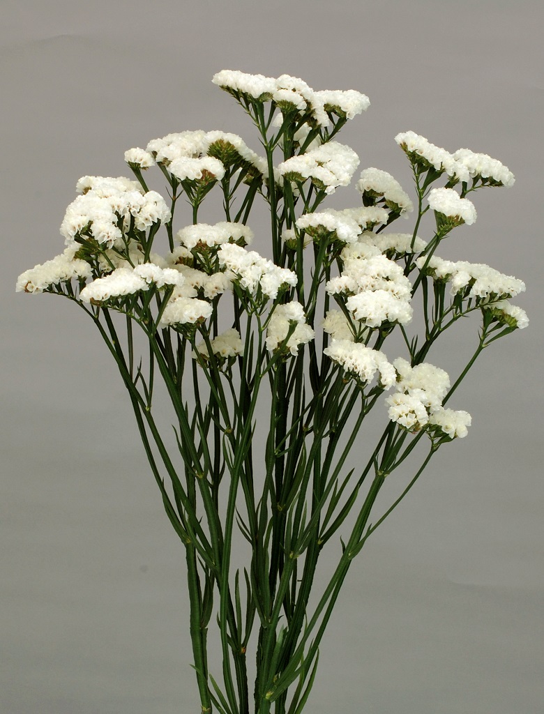 Clear Snow | MIYOSHi&CO.,LTD.