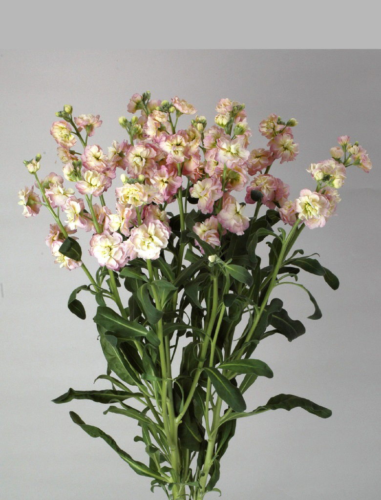 Quartet Rainbow | MIYOSHi&CO.,LTD.