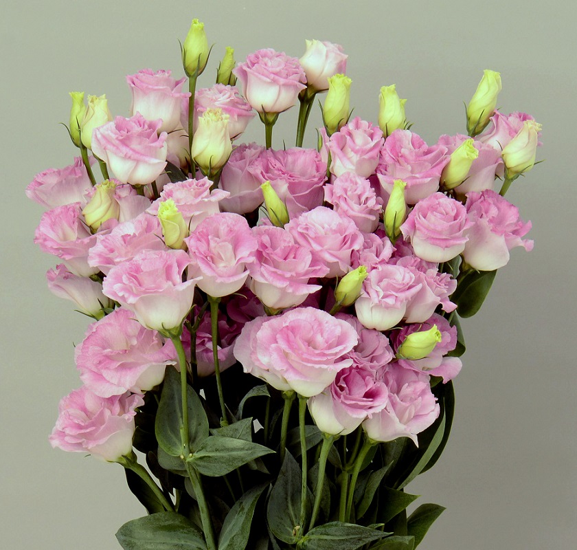 F1 Papillon Pink Blush | MIYOSHi&CO.,LTD.