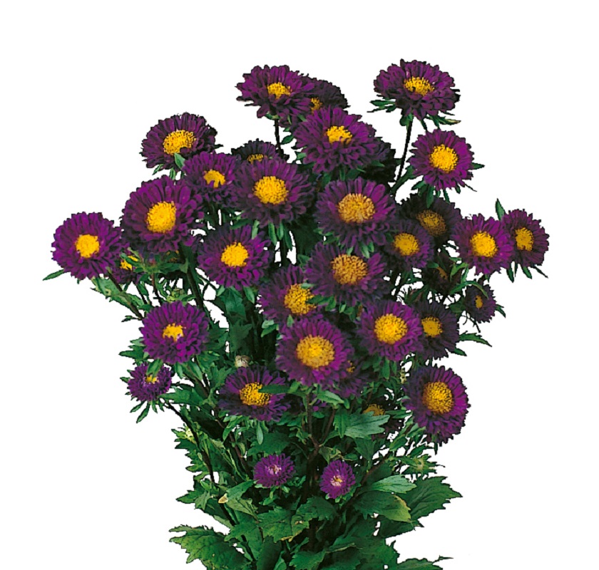 Reihou | MIYOSHi&CO.,LTD.