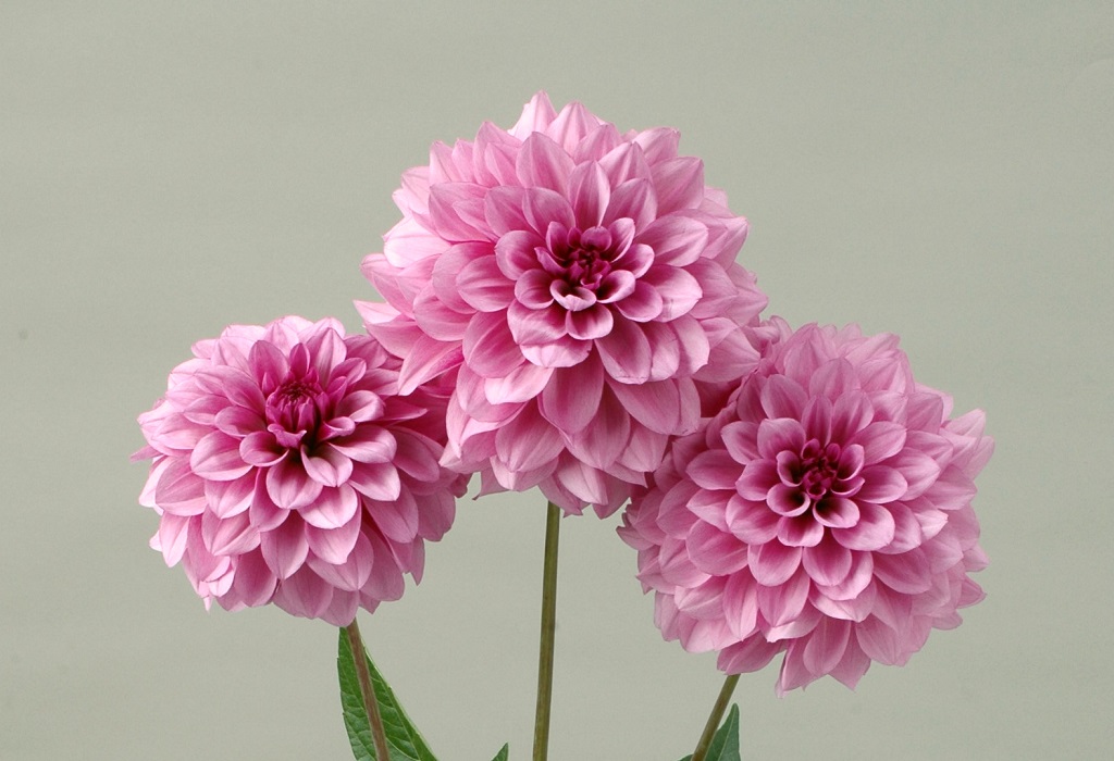 Moon Stone | MIYOSHi&CO.,LTD.