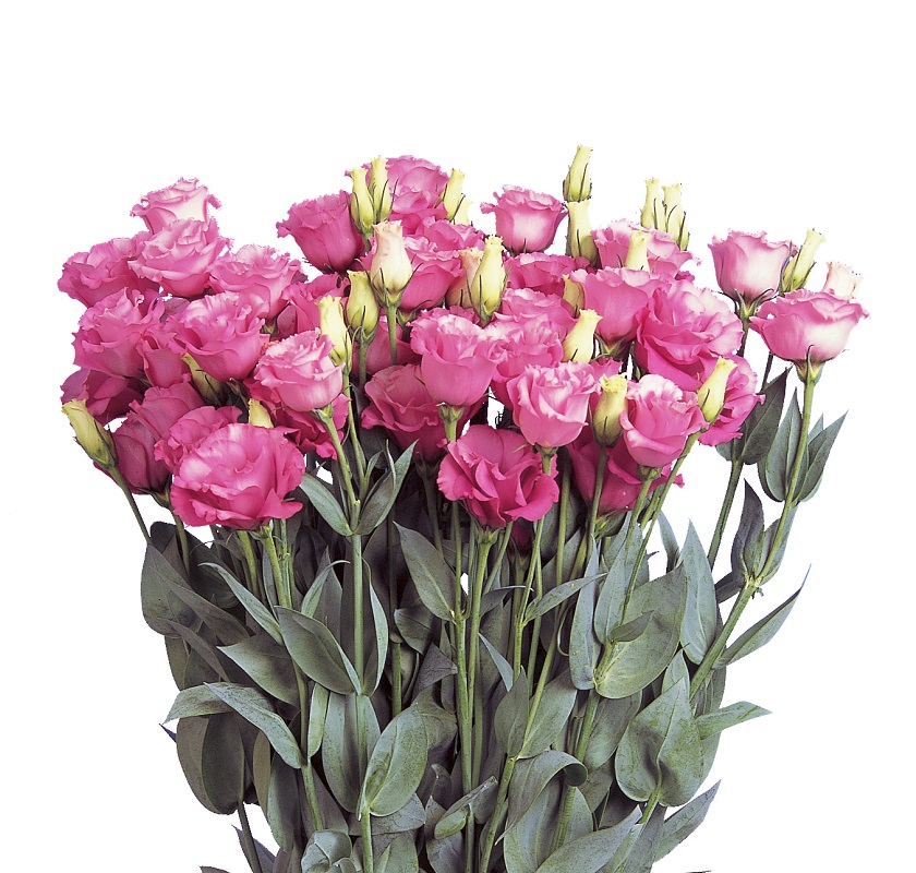 F1 Papillon Rose Pink | MIYOSHi&CO.,LTD.