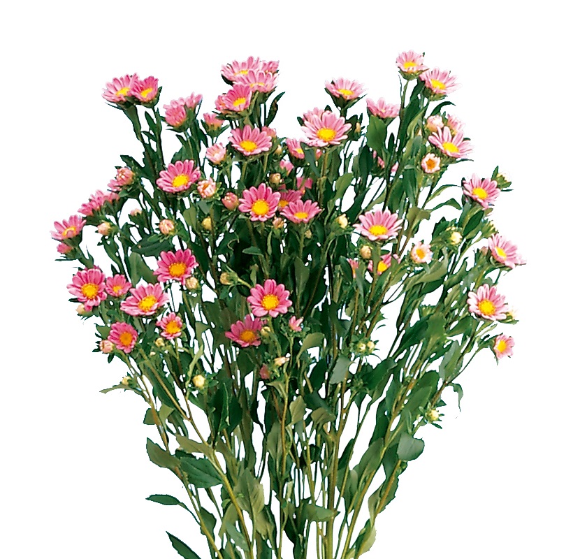 Hana Pink | MIYOSHi&CO.,LTD.