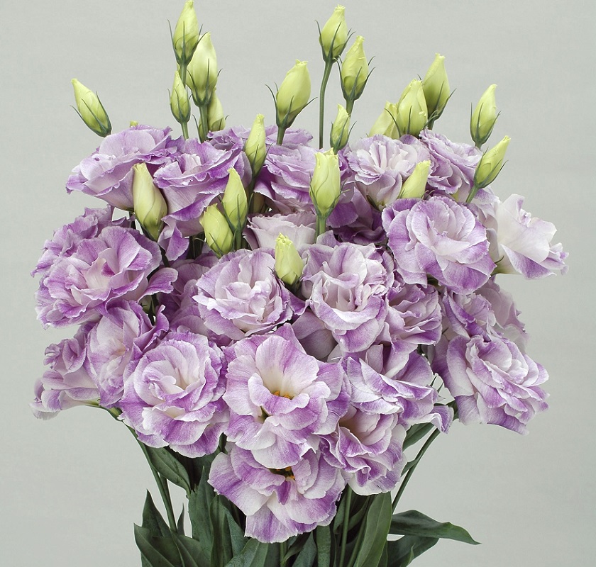 F1 Bolero Blue Blush | MIYOSHi&CO.,LTD.