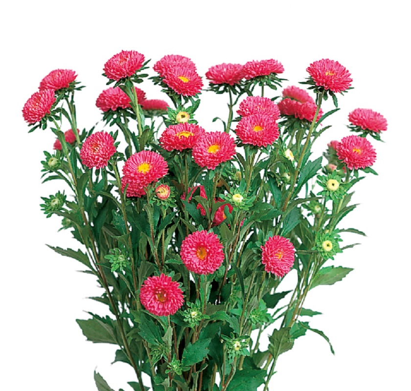 Ume no Mai | MIYOSHi&CO.,LTD.