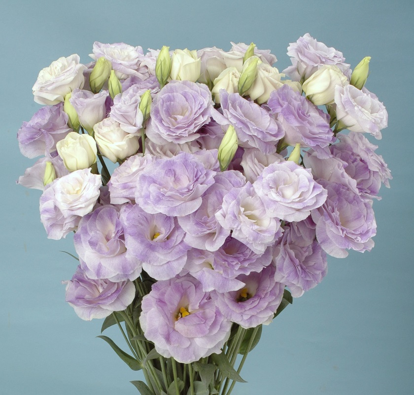 F1 Soiree Blue Blush | MIYOSHi&CO.,LTD.