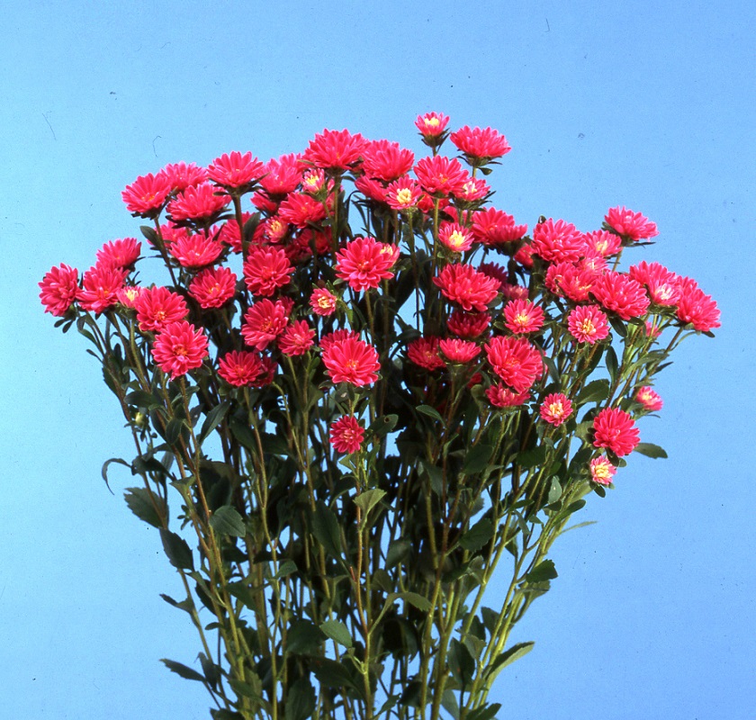 Petit Rose | MIYOSHi&CO.,LTD.