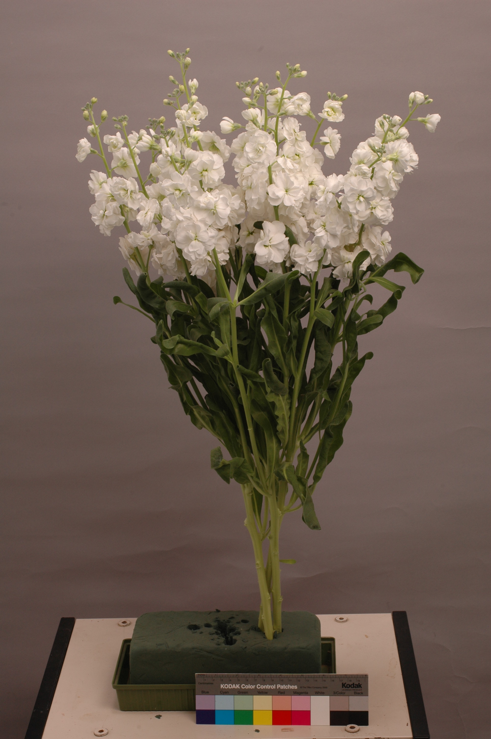 Matthiola Flower Arrangement | Best Flower Site
