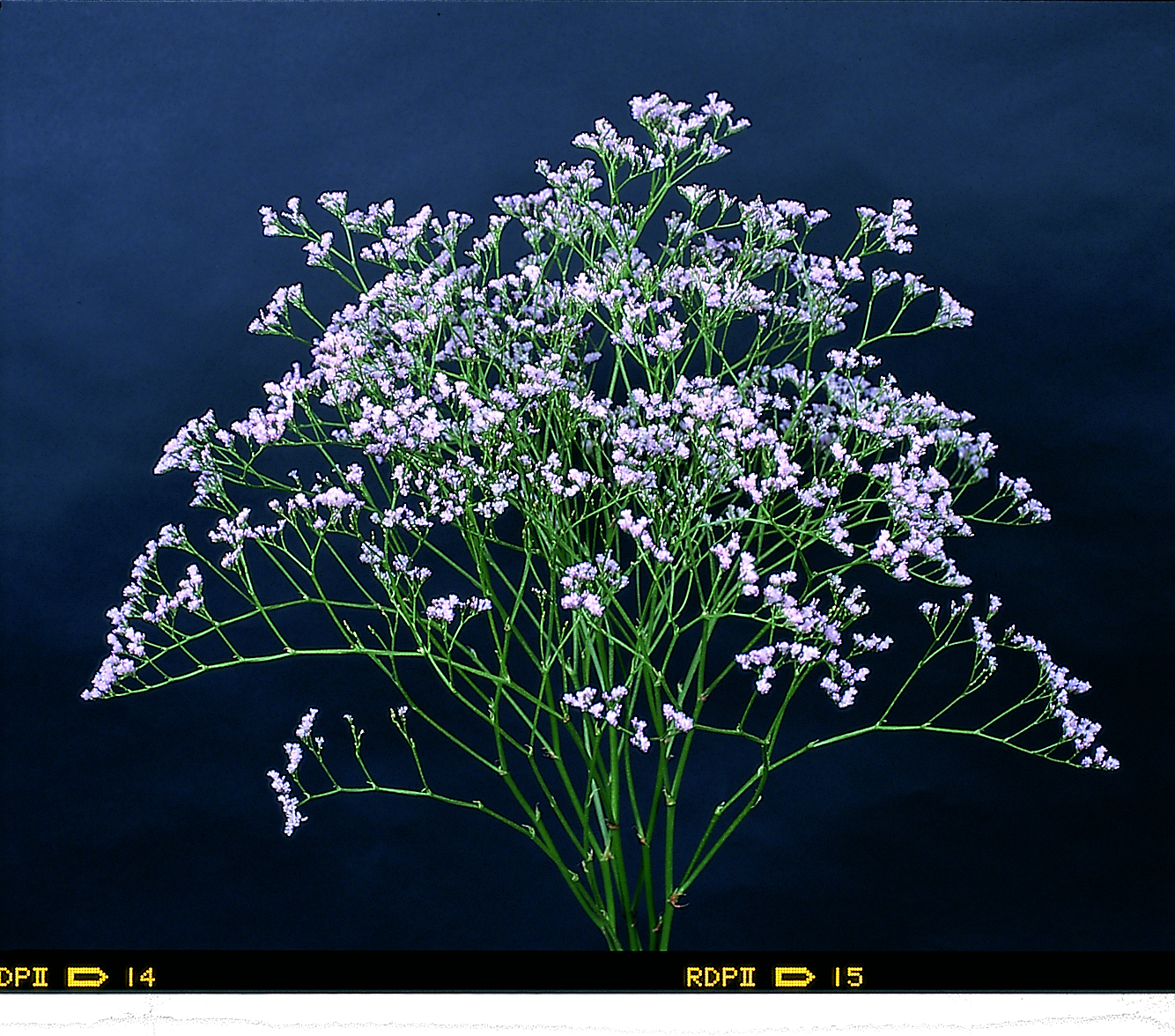 Limonium sp. Tall Pink Emille | MIYOSHi&CO.,LTD.