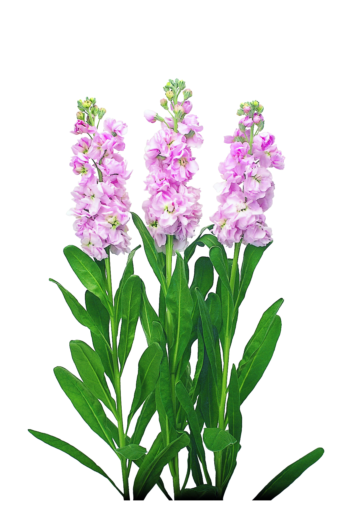 Asanami | MIYOSHi&CO.,LTD.