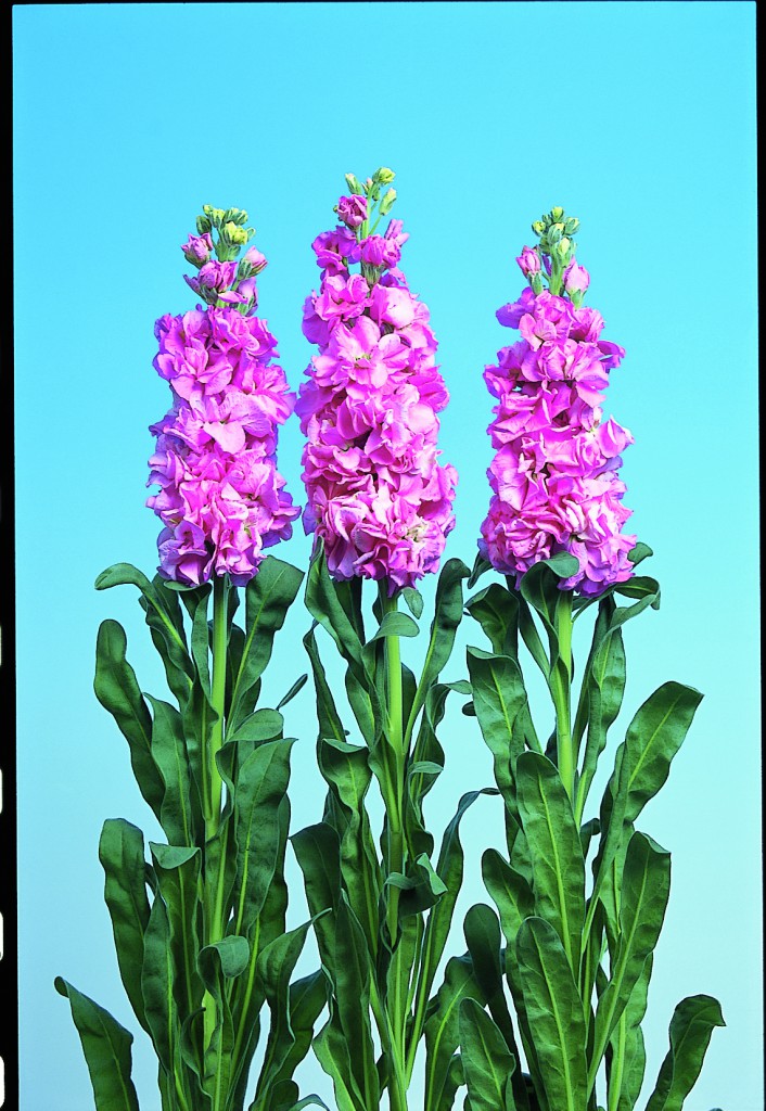 Matthiola Iron Deep Pink | MIYOSHi&CO.,LTD.
