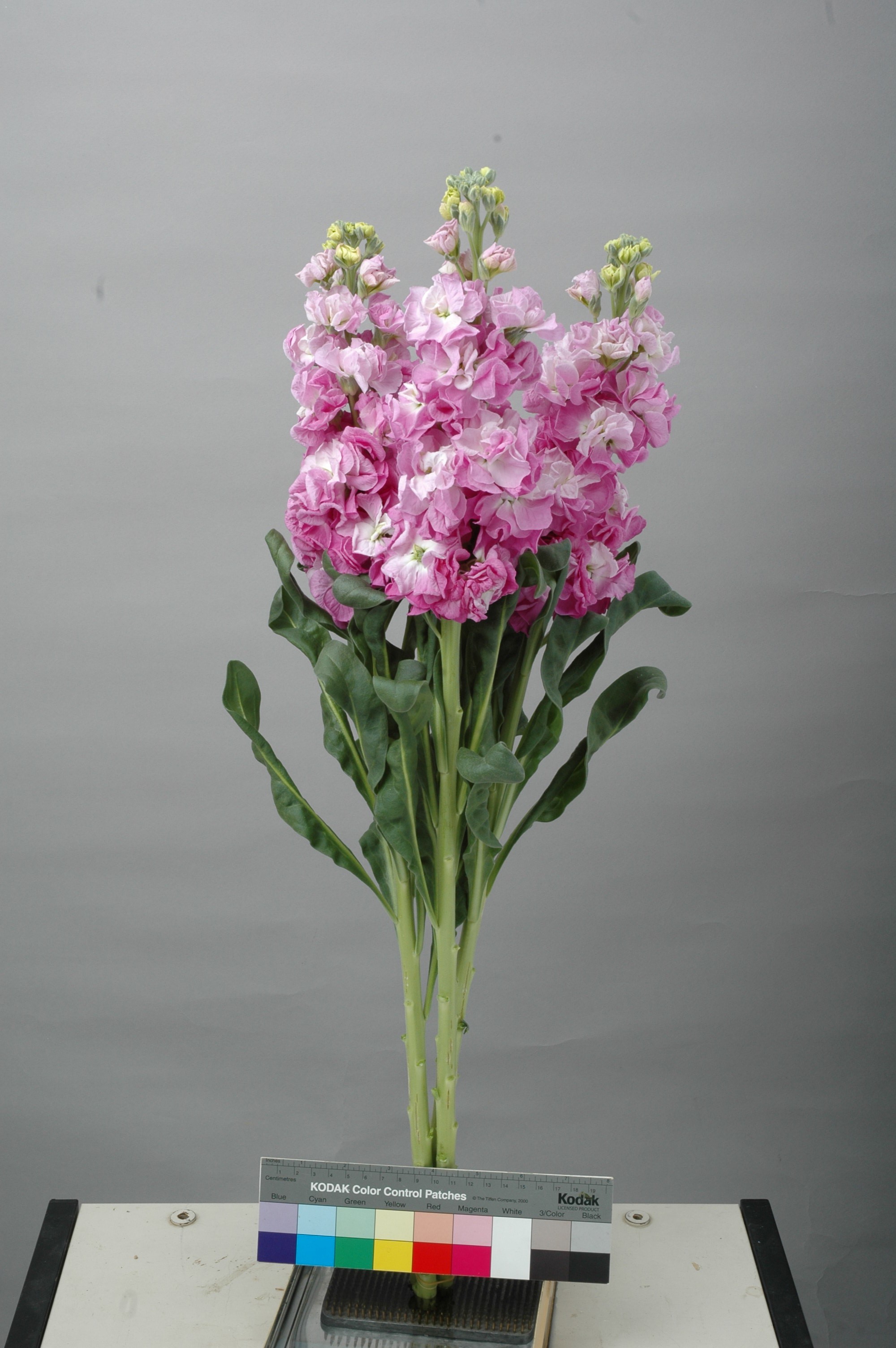 Matthiola Iron Fairy Pink | 株式会社ミヨシ