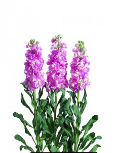 Matthiola Iron Pink | MIYOSHi&CO.,LTD.