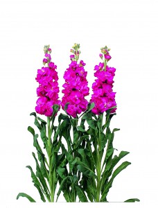 Matthiola Iron Rose | 株式会社ミヨシ