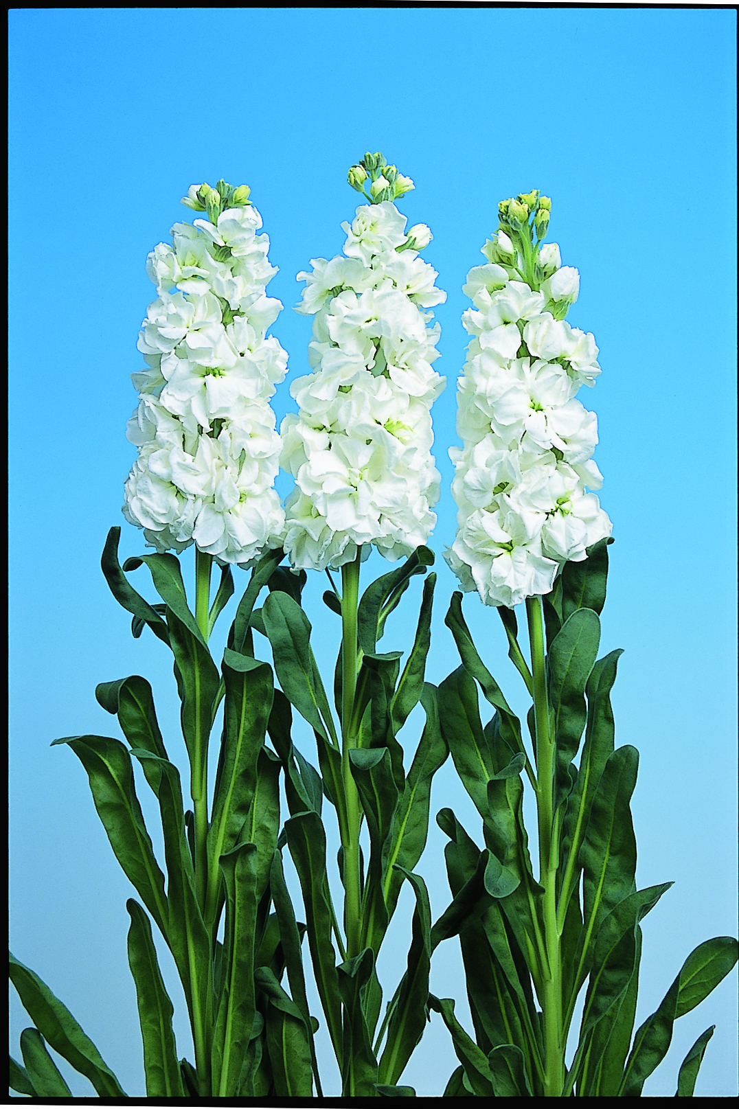 Matthiola Iron White | MIYOSHi&CO.,LTD.