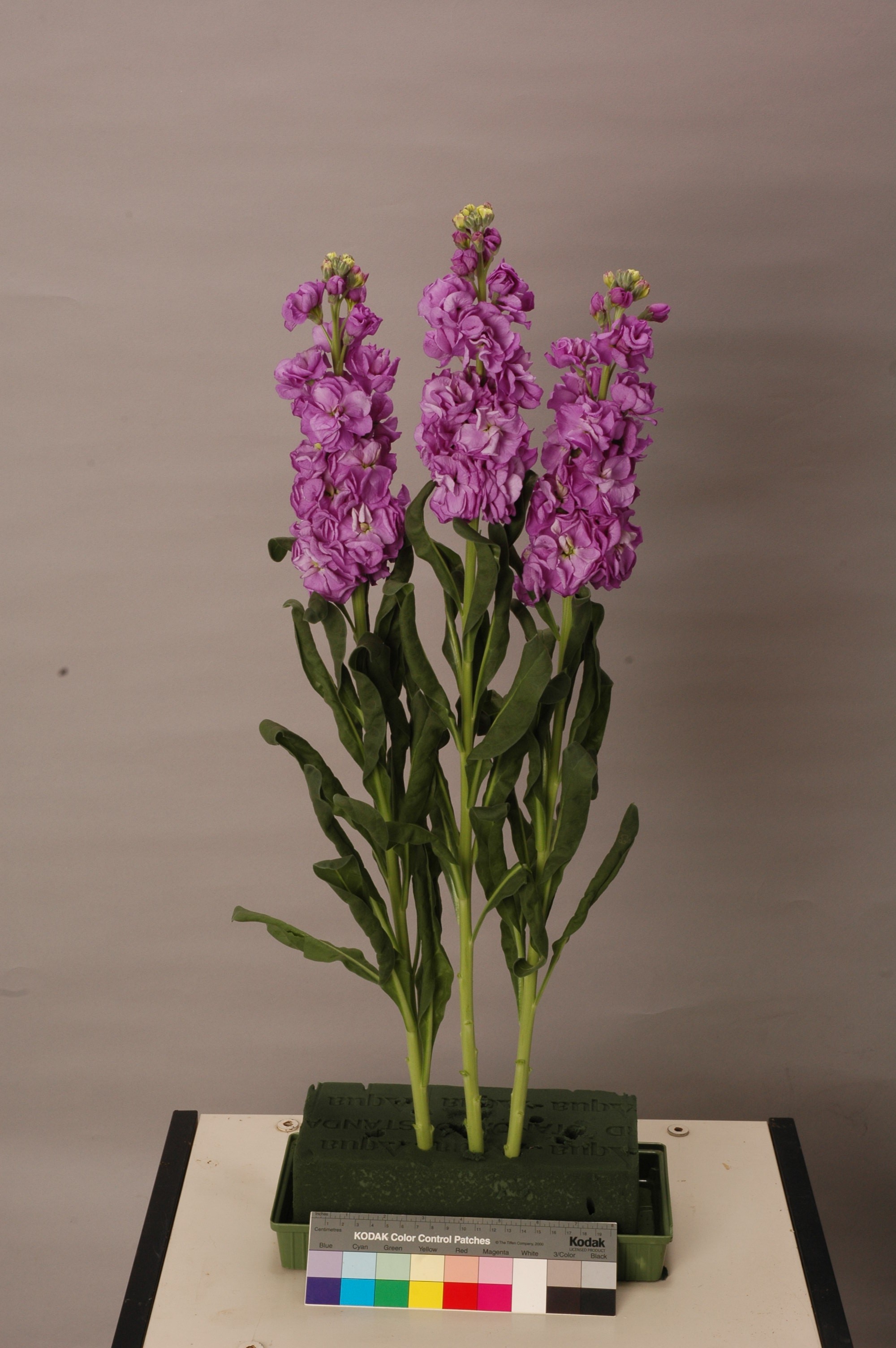 Iron Blue | MIYOSHi&CO.,LTD.