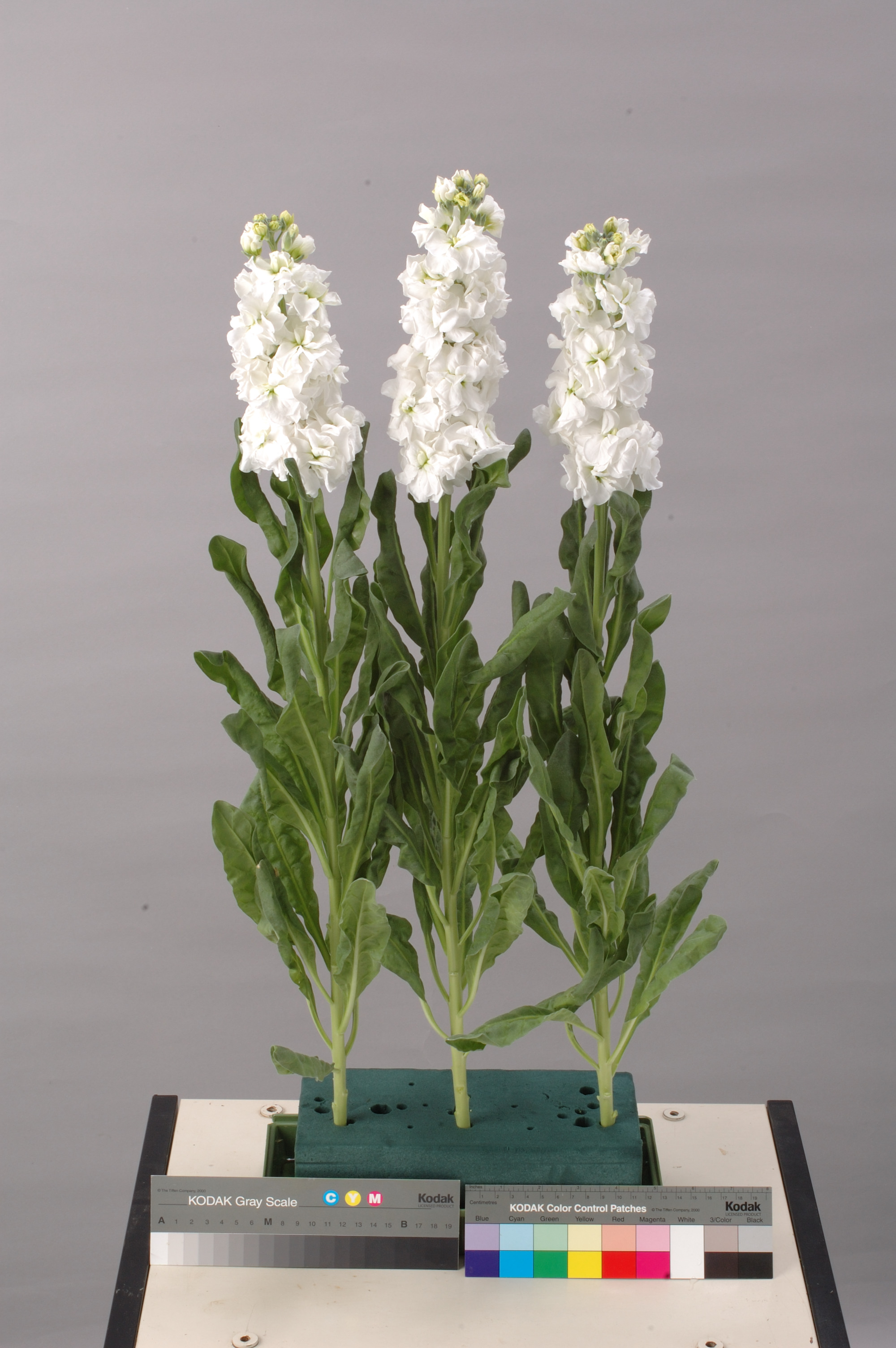 Matthiola Kid White | MIYOSHi&CO.,LTD.