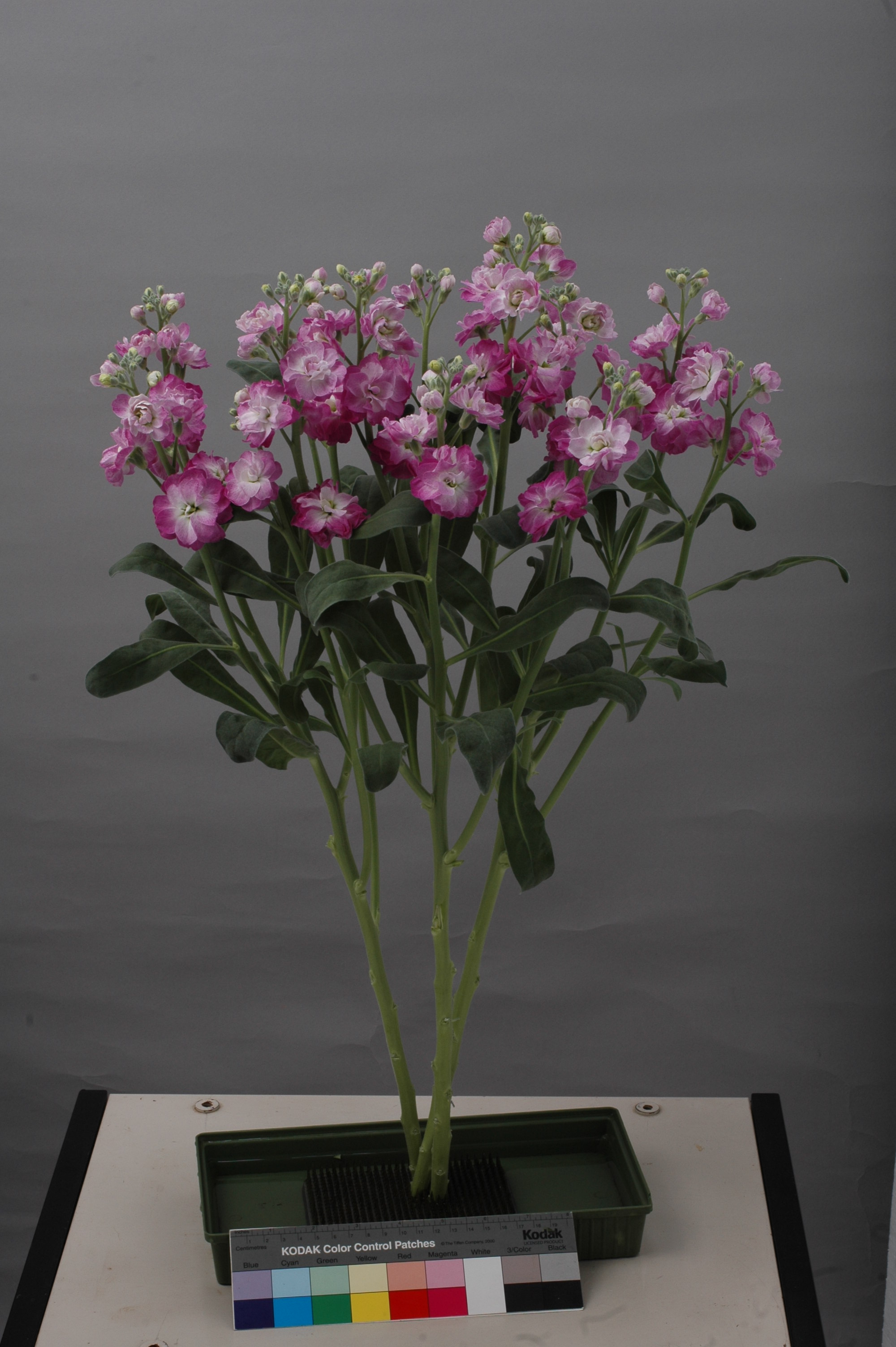 Matthiola Quartet Deep Pink Blush | MIYOSHi&CO.,LTD.