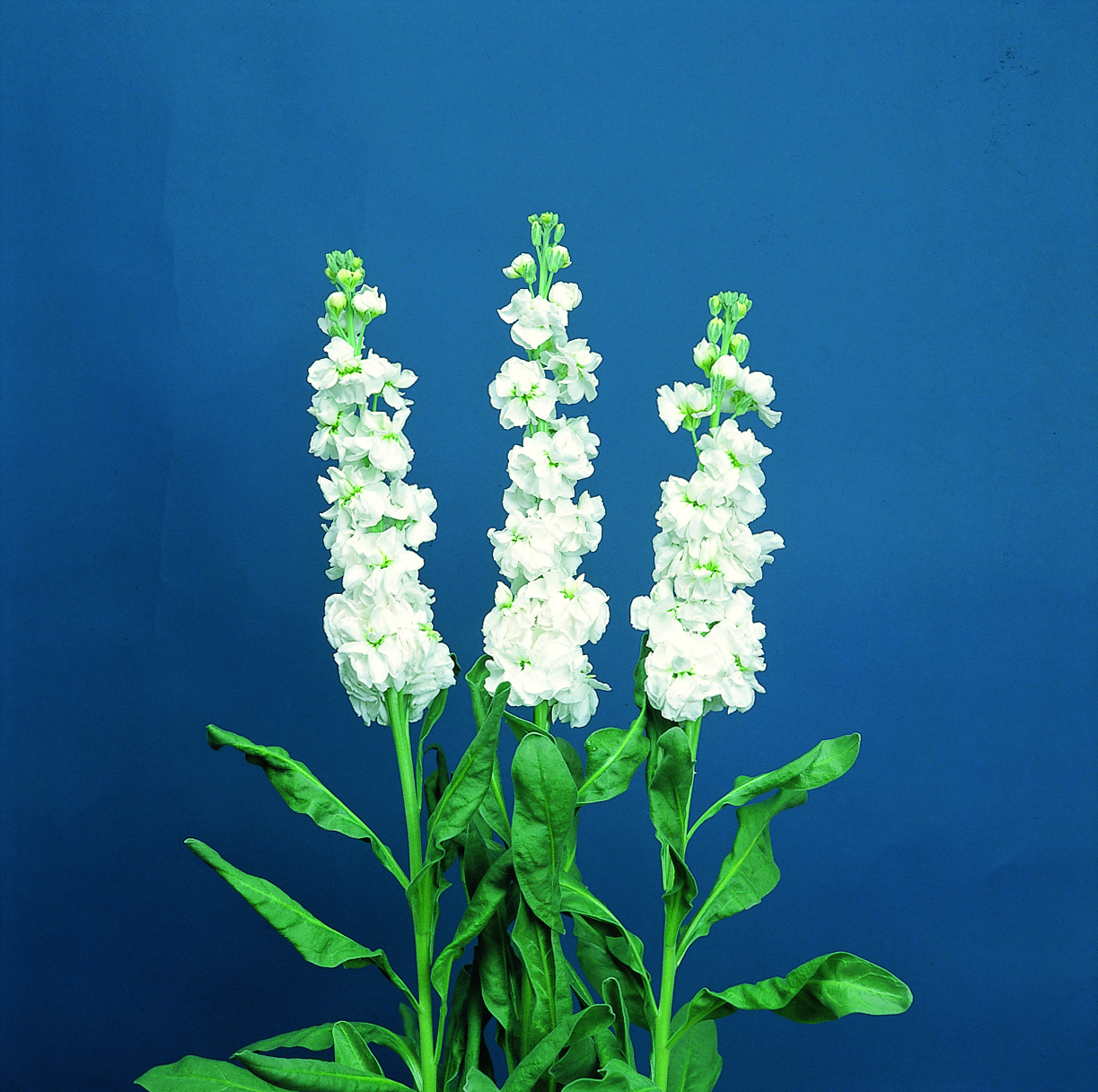 Takanami | MIYOSHi&CO.,LTD.