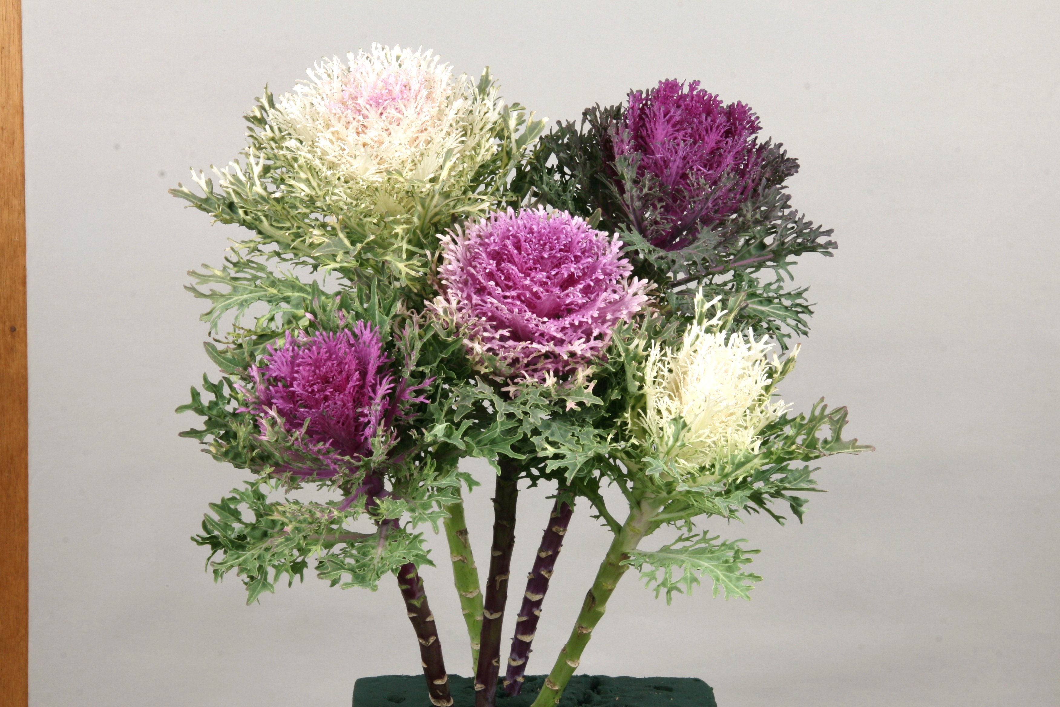 Ensemble | MIYOSHi&CO.,LTD.