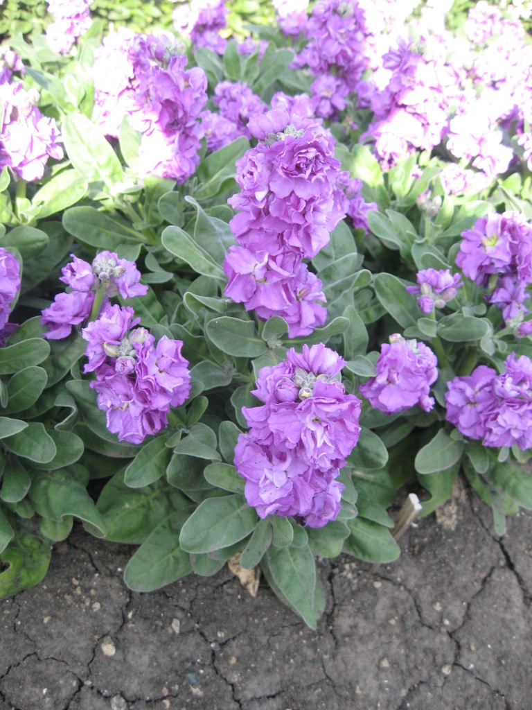 Matthiola Baby Blue | MIYOSHi&CO.,LTD.