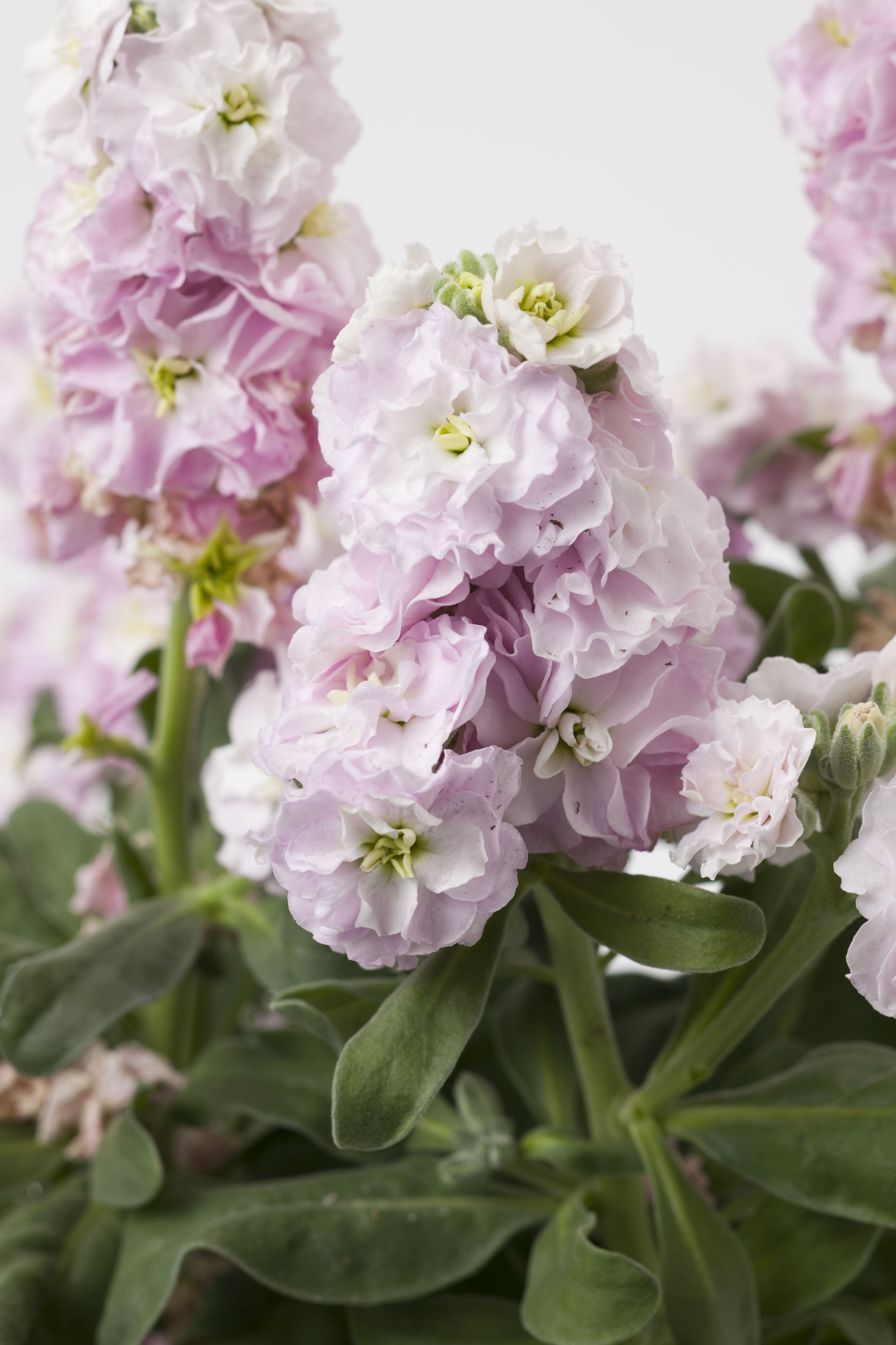 Cherry | MIYOSHi&CO.,LTD.