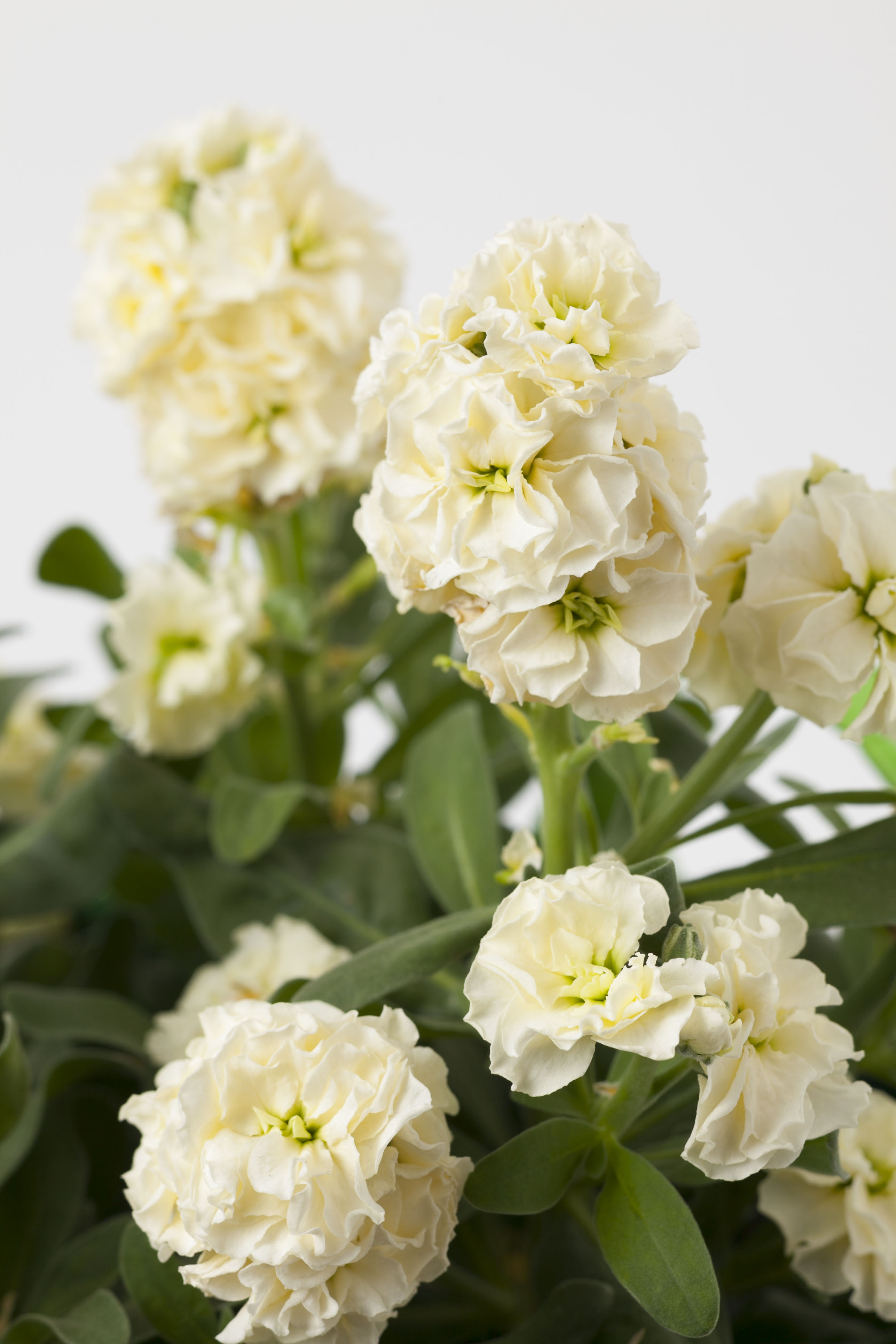 Cream | MIYOSHi&CO.,LTD.