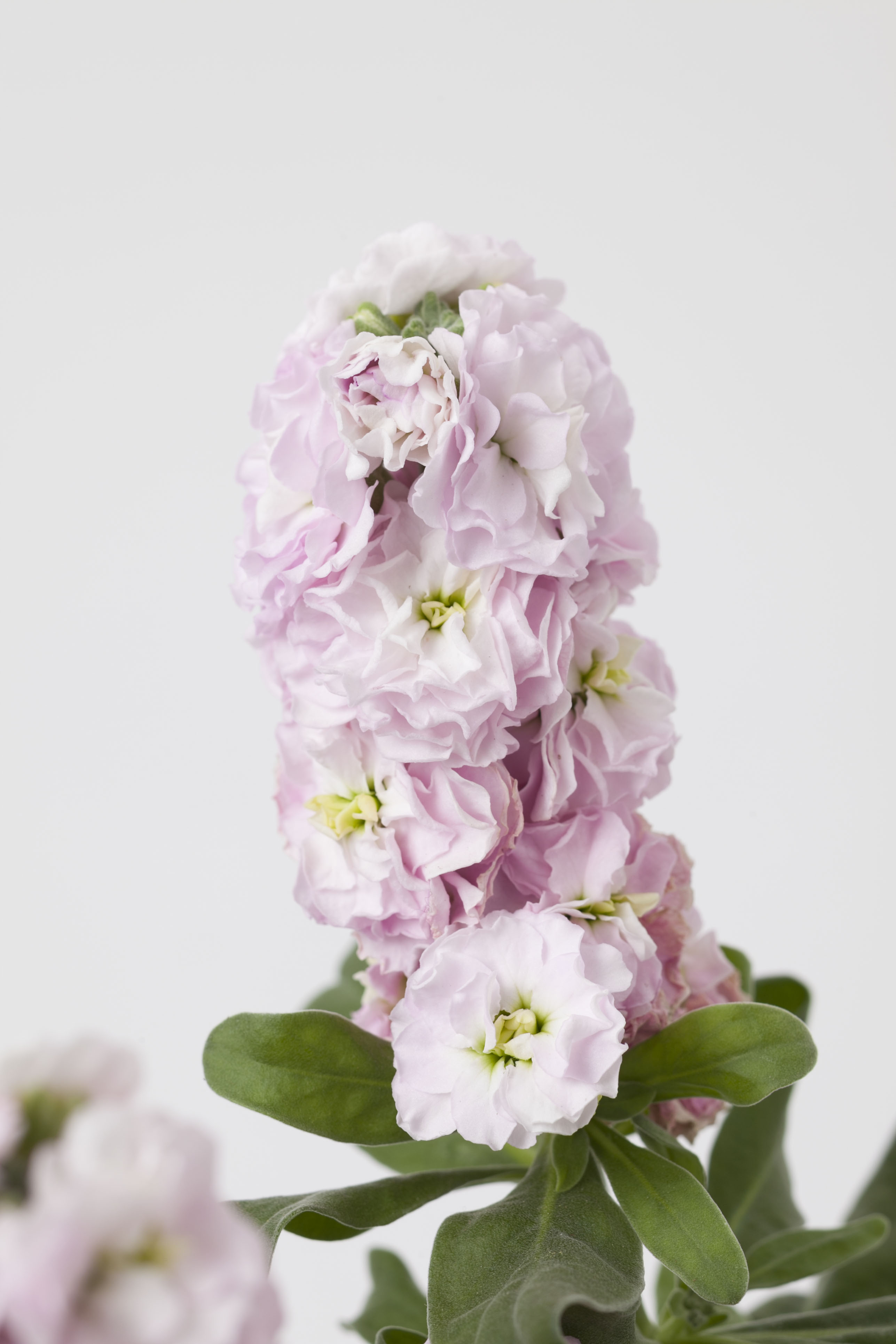 Matthiola Baby Lovely Pink | MIYOSHi&CO.,LTD.