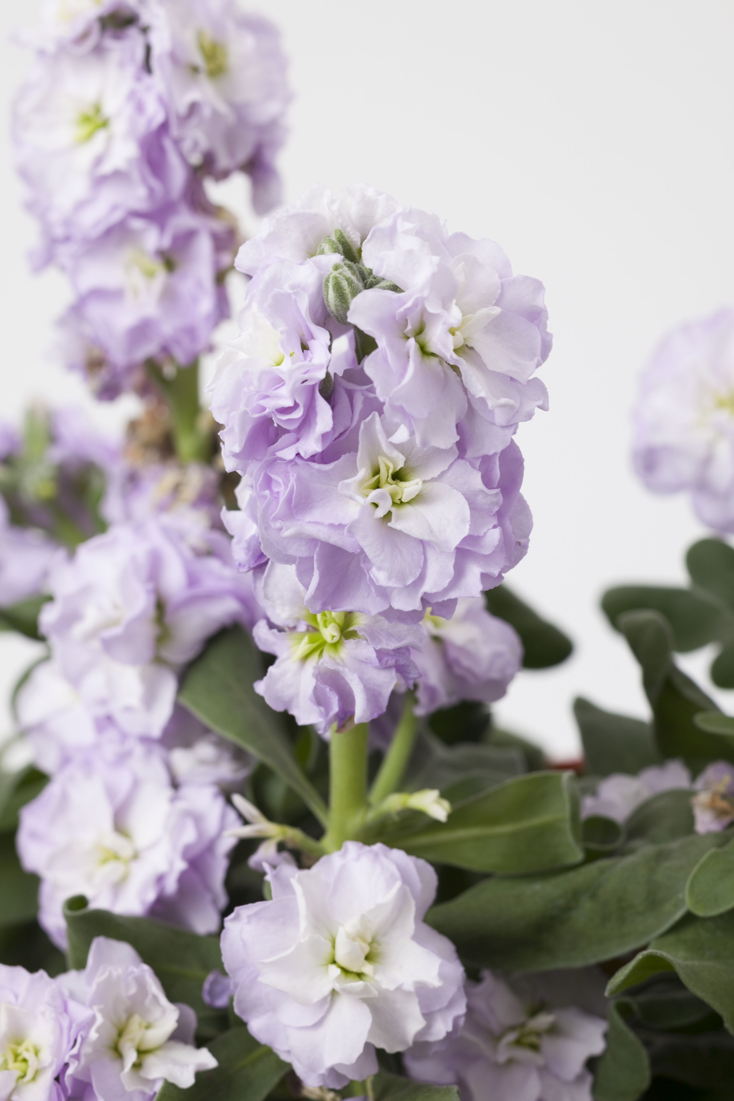 Matthiola Baby Marine | MIYOSHi&CO.,LTD.