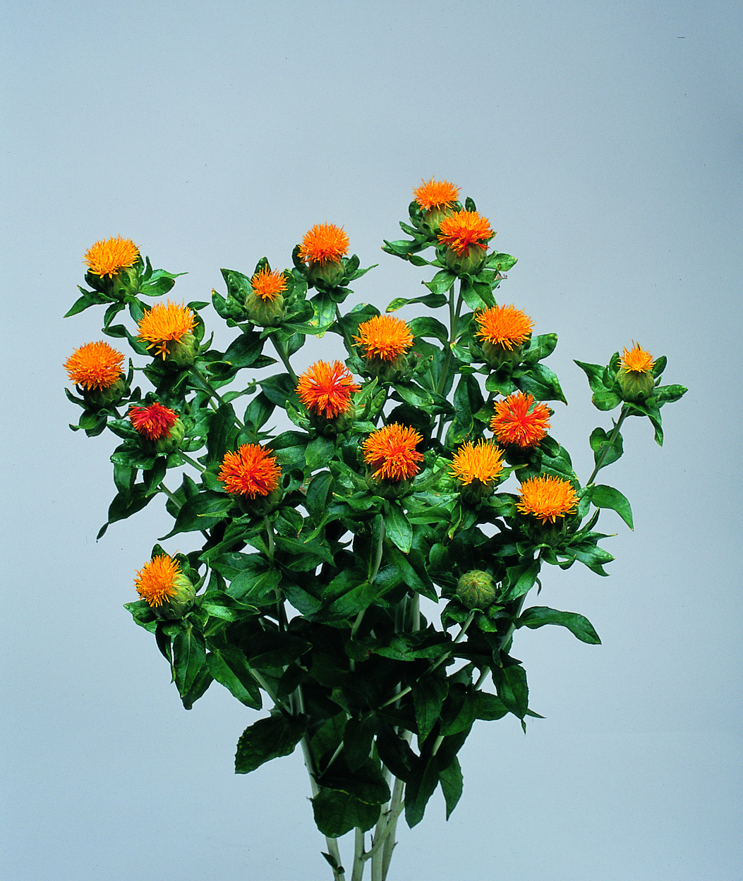 Orange Red | MIYOSHi&CO.,LTD.