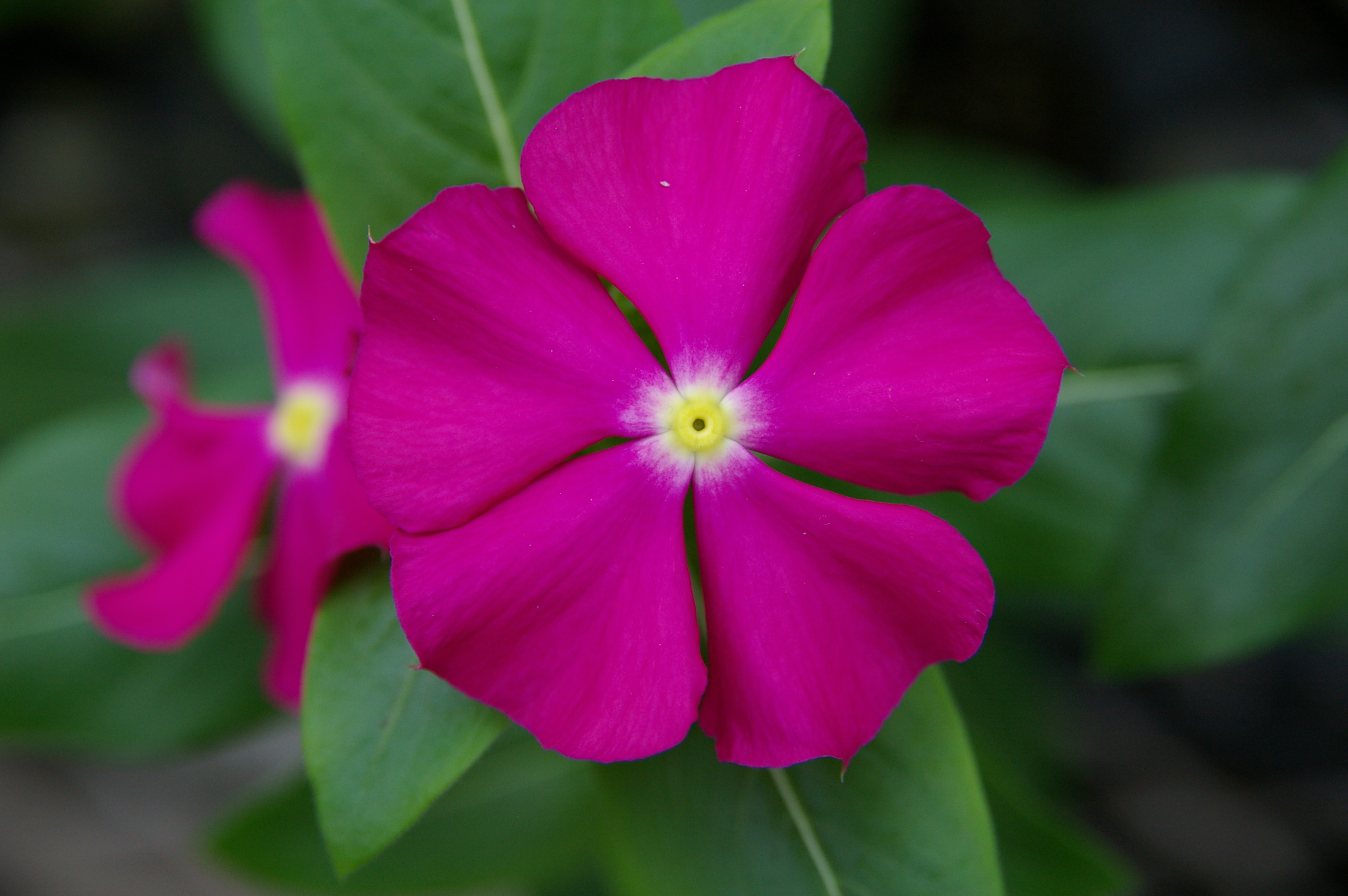 Catharanthus F1 Merry Go Round Purple | MIYOSHi&CO.,LTD.