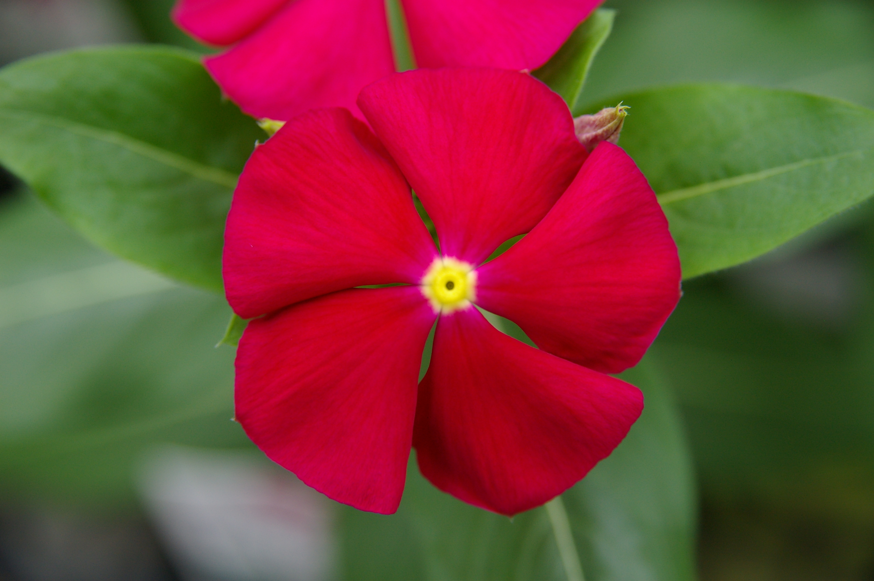 Catharanthus F1 Merry Go Round Red | MIYOSHi&CO.,LTD.