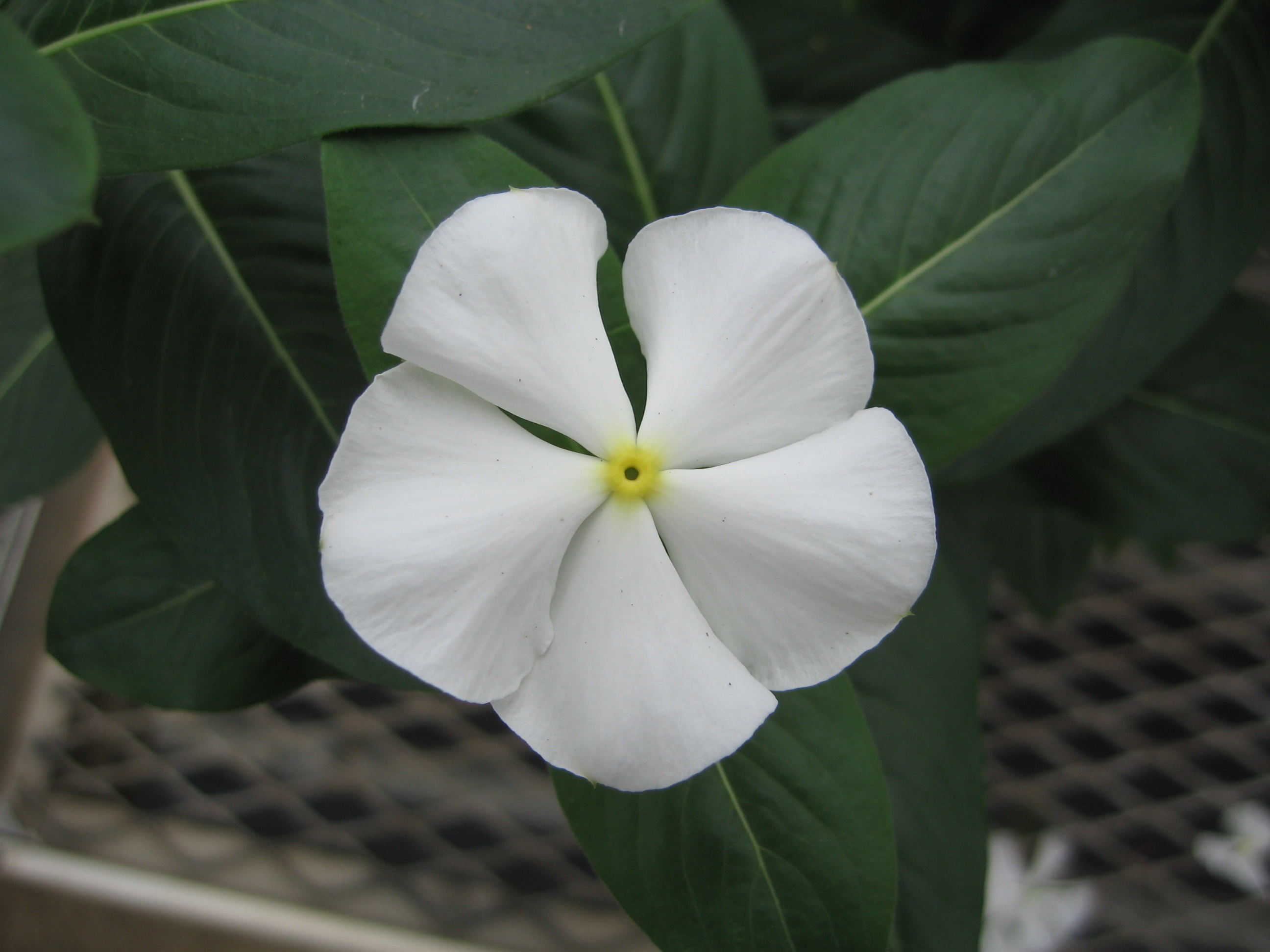 White | MIYOSHi&CO.,LTD.