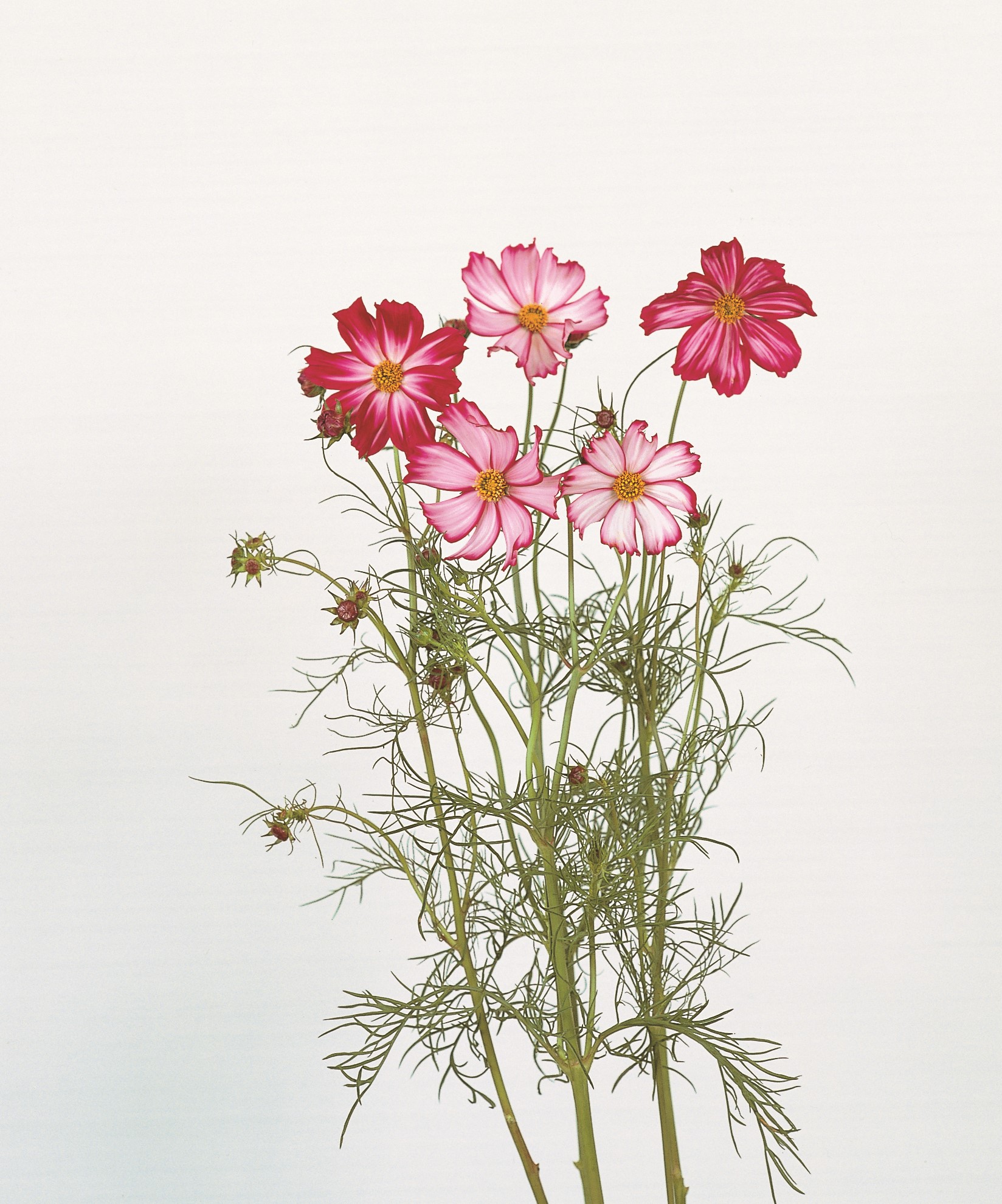 Picotte | MIYOSHi&CO.,LTD.