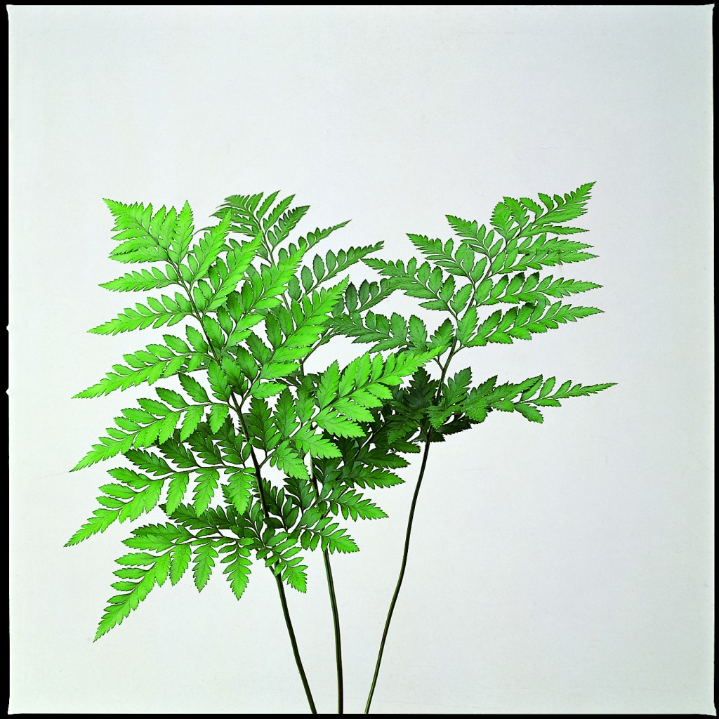 Rumohra adiantiformis Mild | MIYOSHi&CO.,LTD.